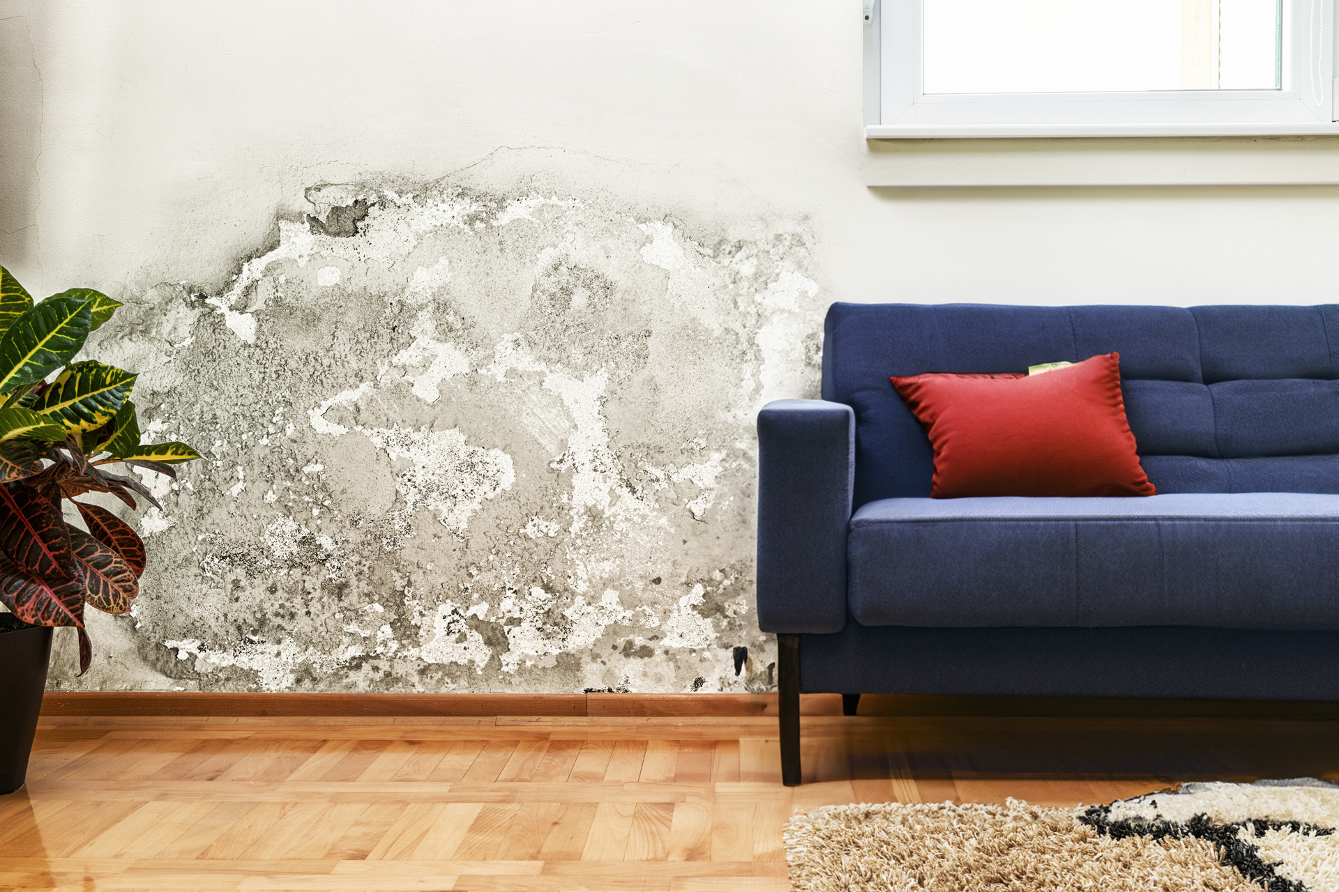 Mold Damage Remediation Services - Americon Restoration